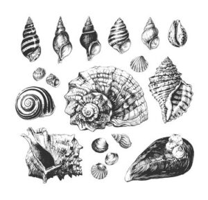 The History of Cowries; the Past and Present | Naijabiography