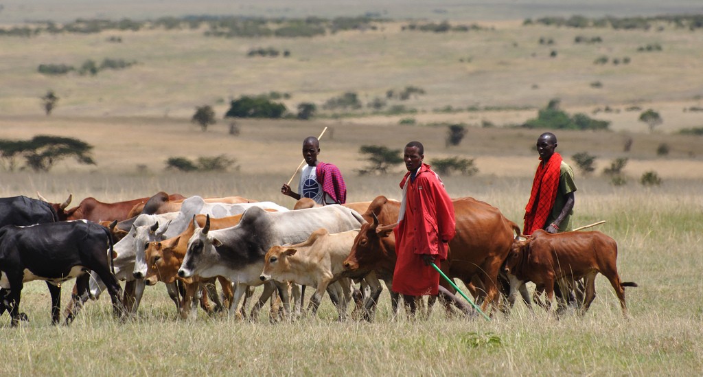 The History of Fulani Herdsmen in Nigeria | Fulani Attacks | Naijabiography