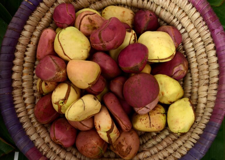 The Origin of Kola nut | History | Culture | Health Benefits ...